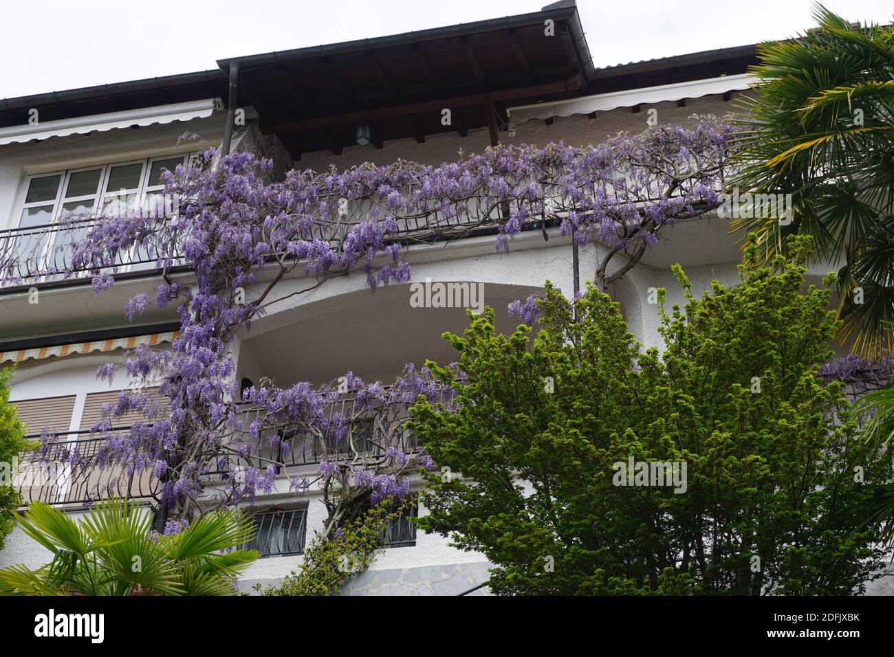 Wisteria flowers building hi-res stock photography and images - Alamy