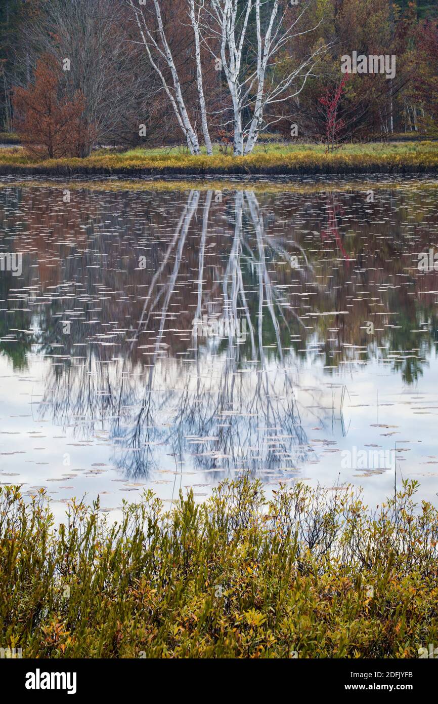 Birch trees in michigan hi-res stock photography and images - Alamy