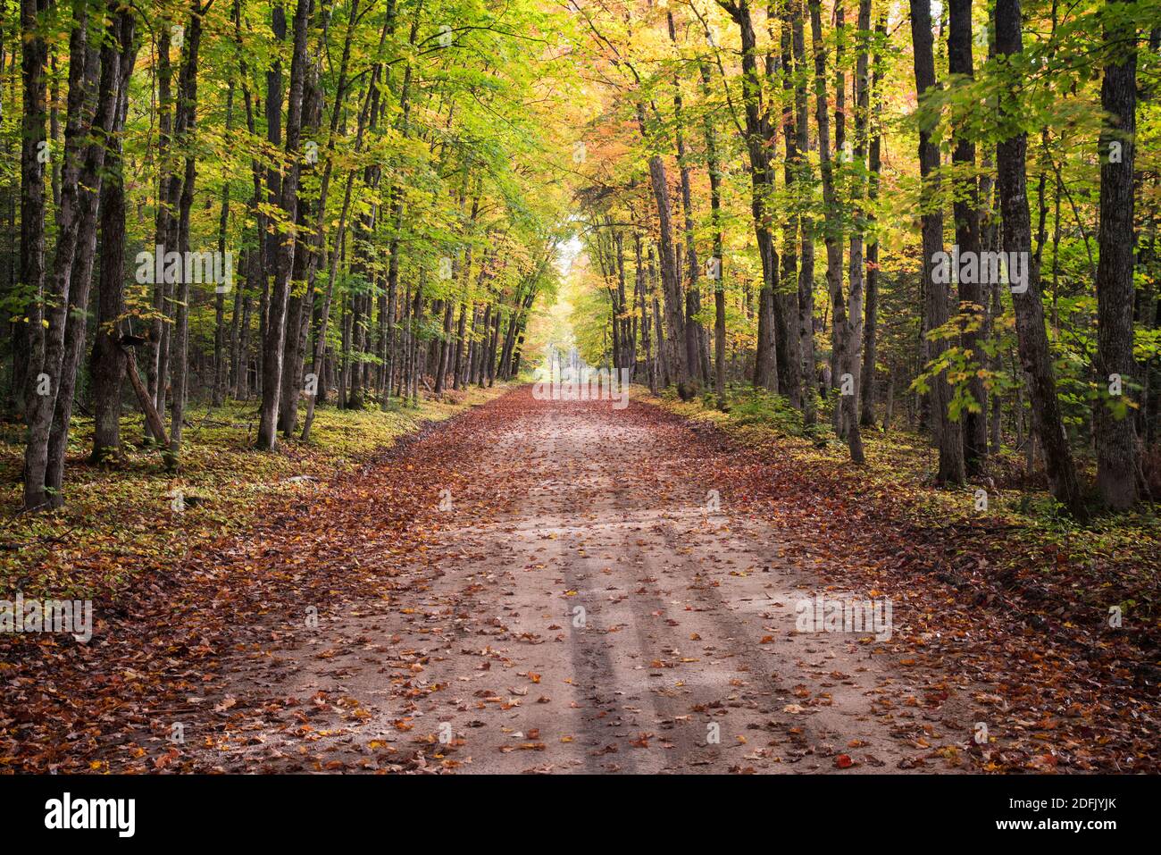 Two track road through hi-res stock photography and images - Alamy