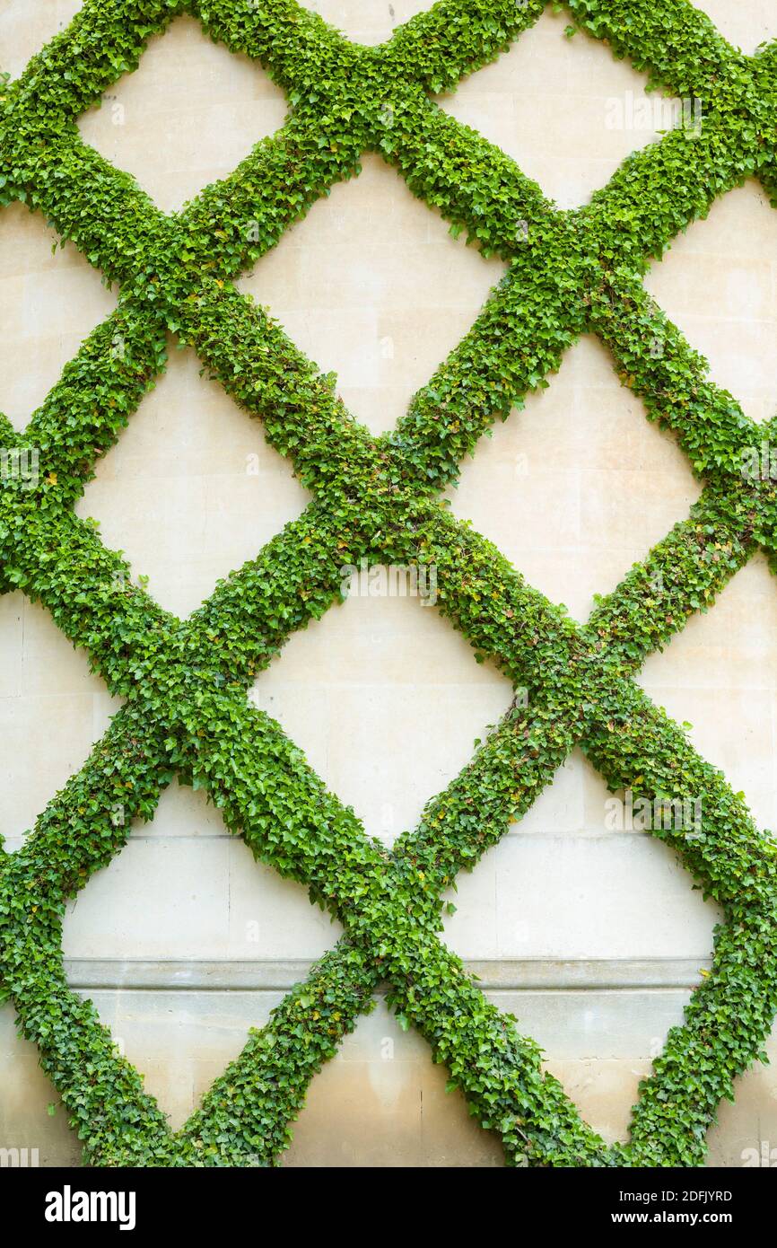 Green ivy leaves growing on a garden wall in a trellis pattern, UK ...