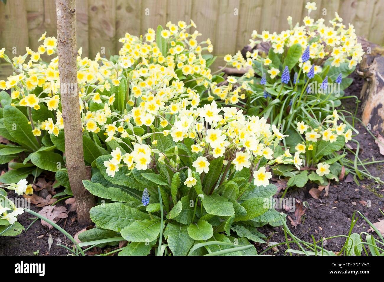 Garden Flower Bed Border High Resolution Stock Photography and Images ...