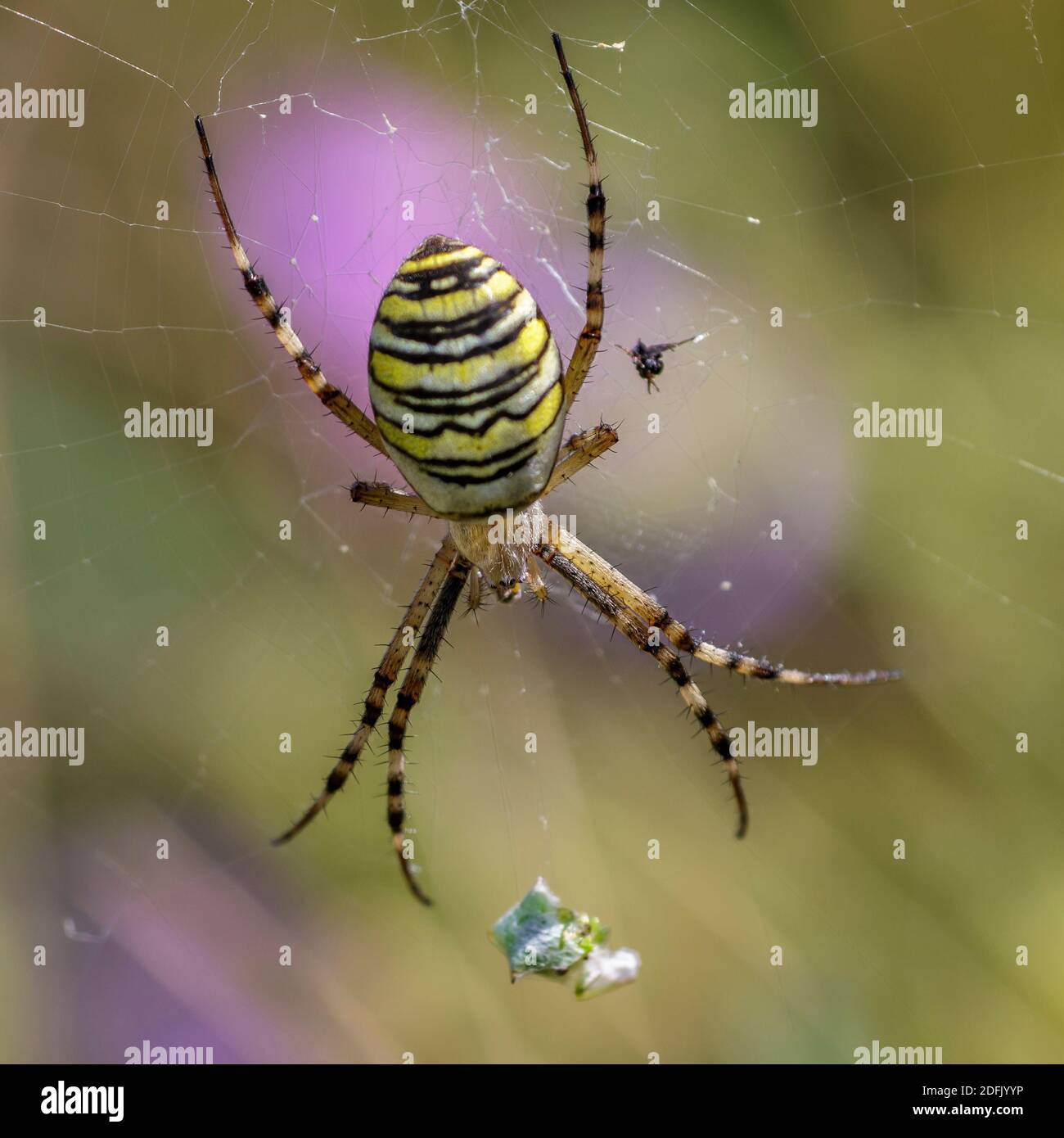 Argiope bruennichii hi-res stock photography and images - Alamy