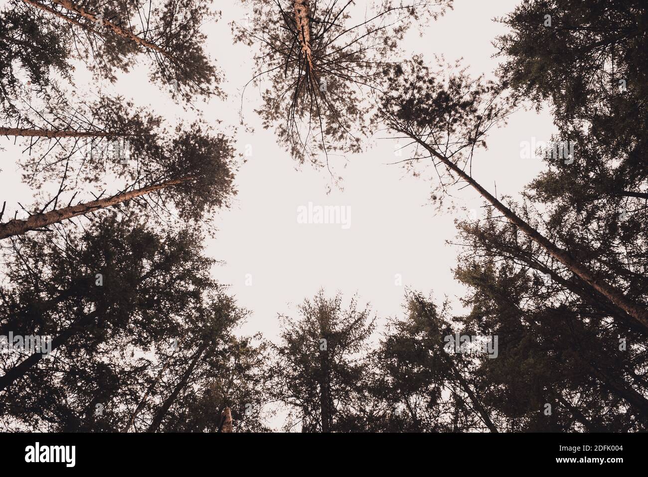 Christmas trees Pine coniferous forest bottom view to sky Stock Photo ...