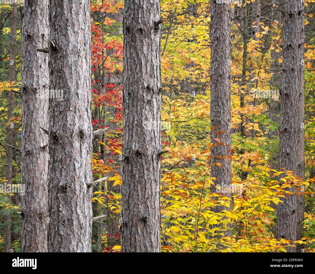 Upper peninsula fall colors hi-res stock photography and images - Alamy