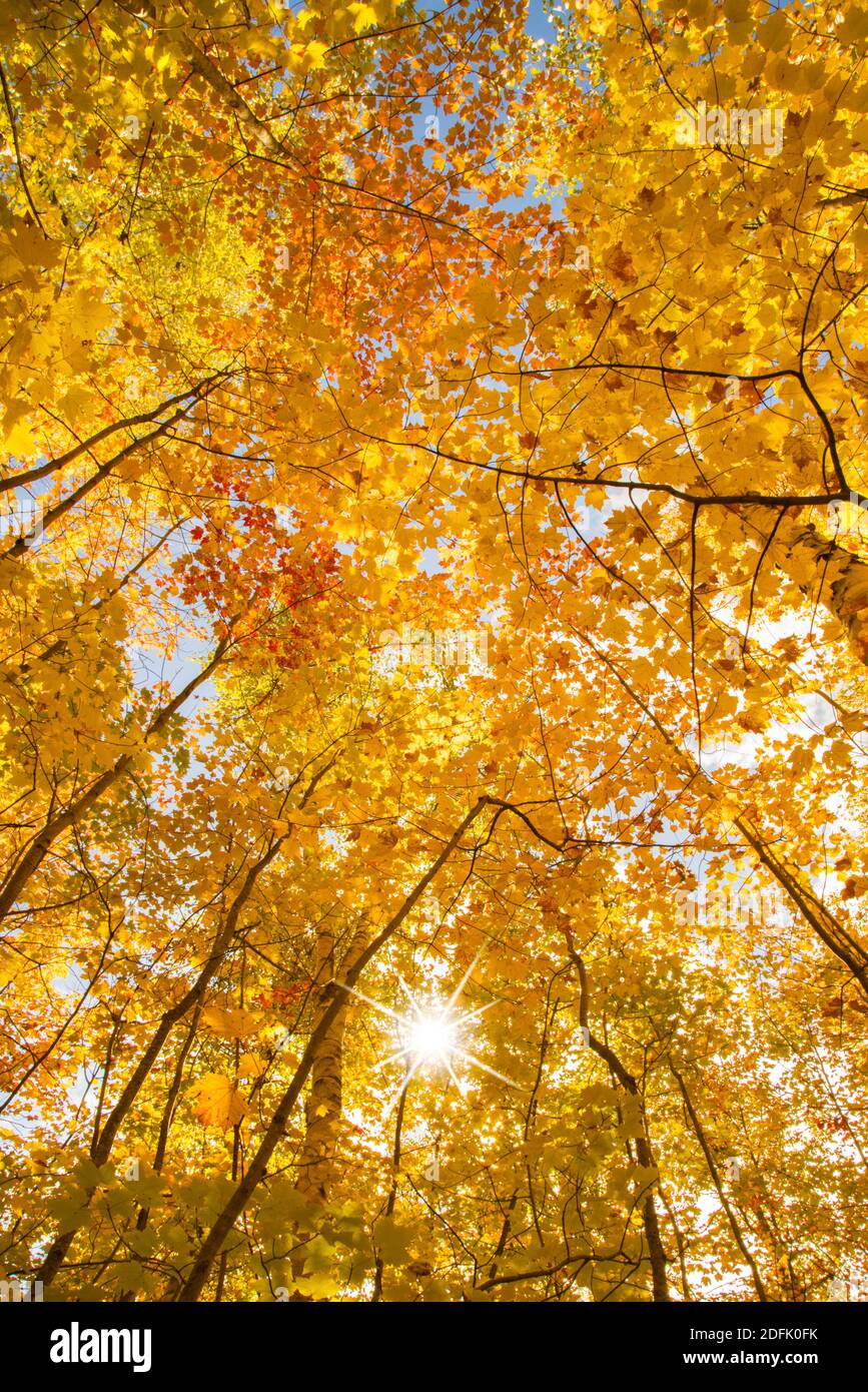 Lakeshore with birches hi-res stock photography and images - Alamy