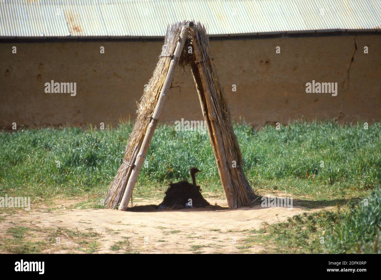 Ostrich at rest in a purpose-built shade area, Highgate ostrich farm ...
