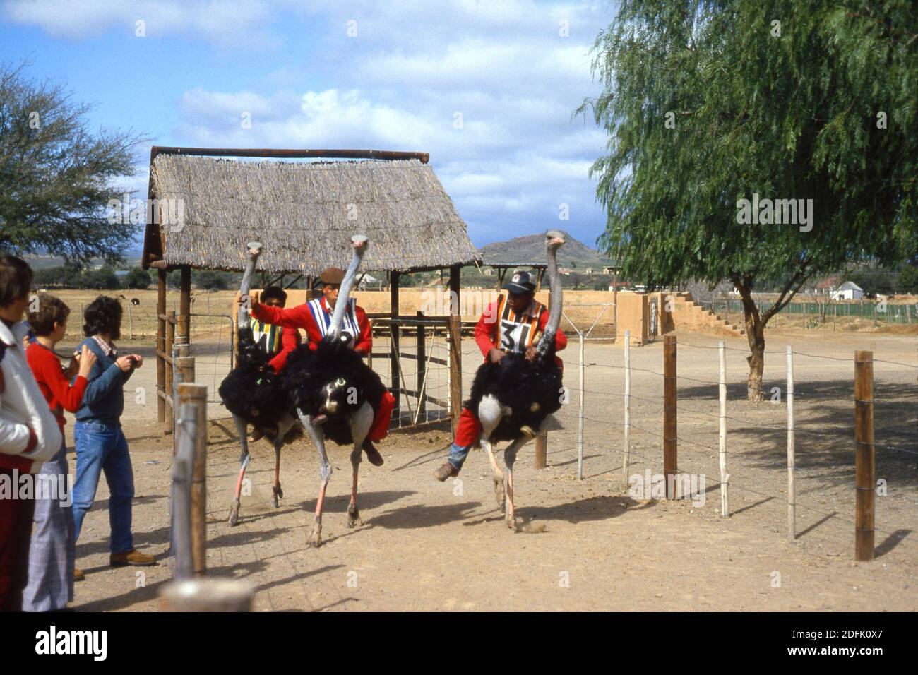 Ostrich race hi-res stock photography and images - Alamy