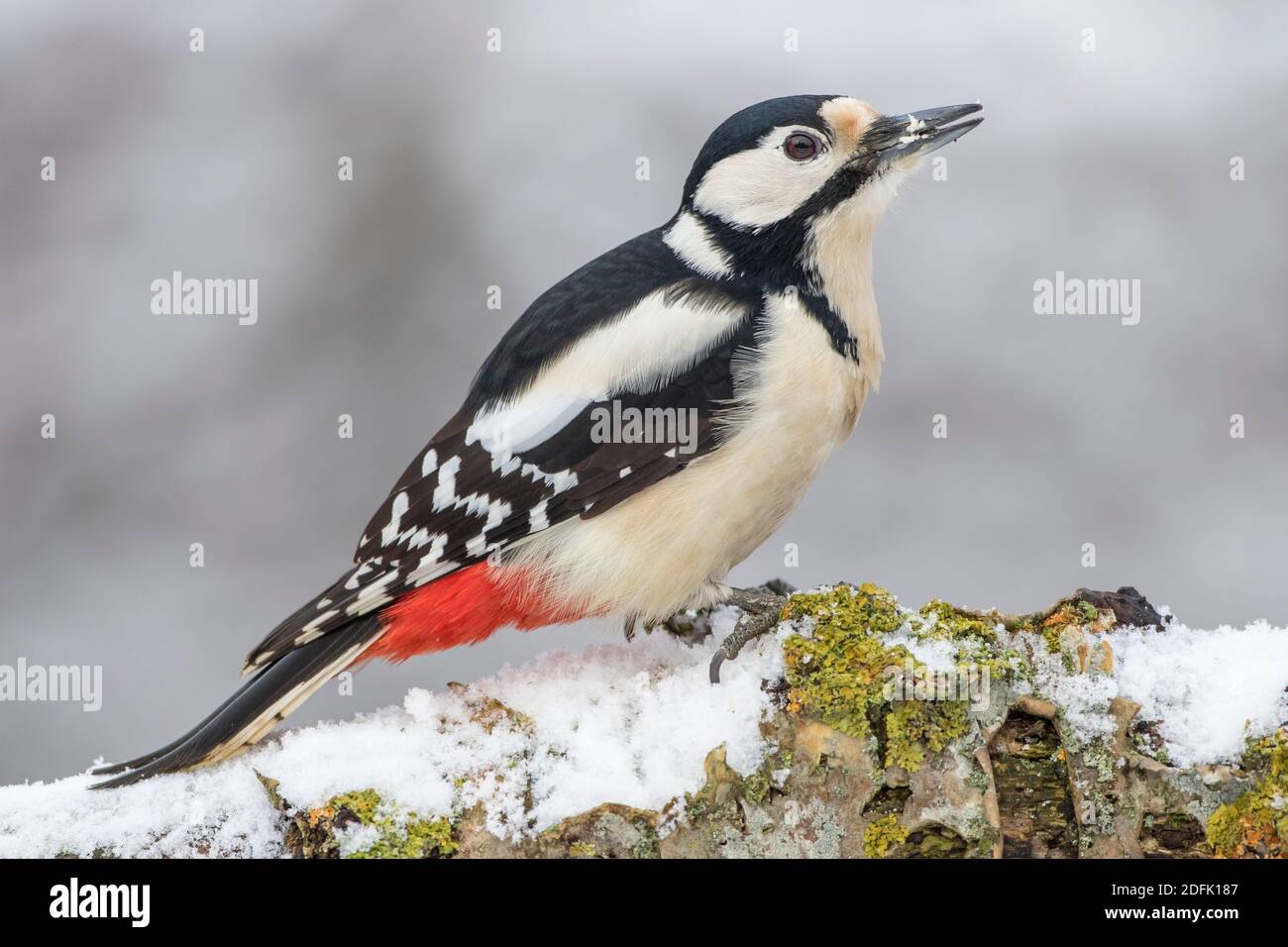 Buntspecht (Dendrocopos major) Weibchen Stock Photo - Alamy