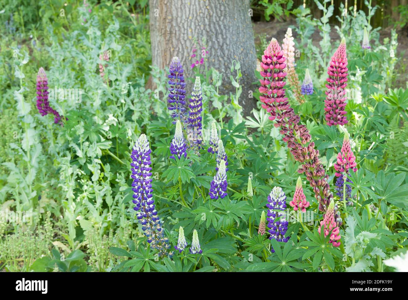 Perennials lupin lupins borders hi-res stock photography and images - Alamy