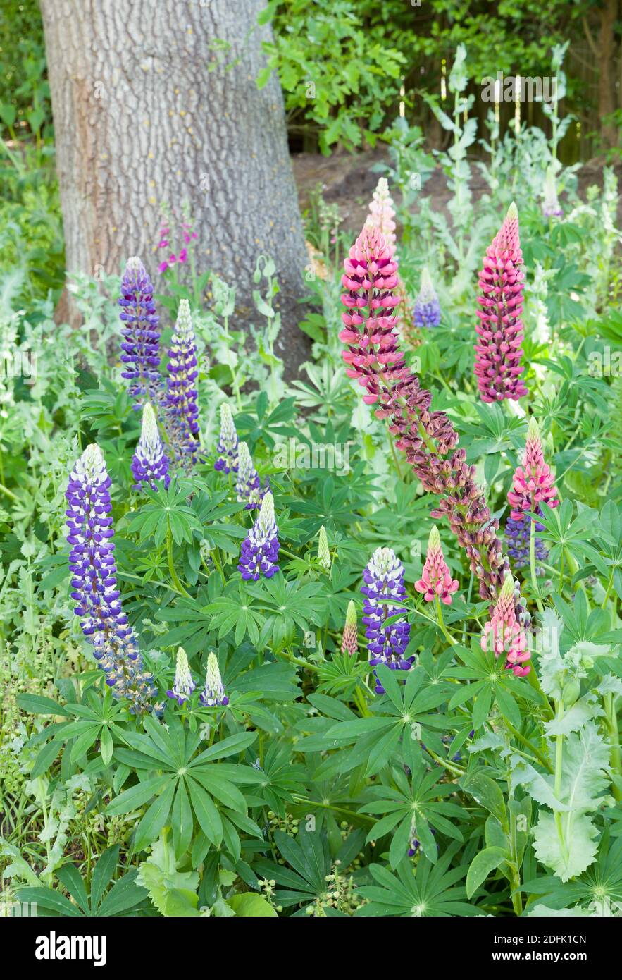 Lupin minarette border, lupins (lupinus), a flowering perennial growing ...