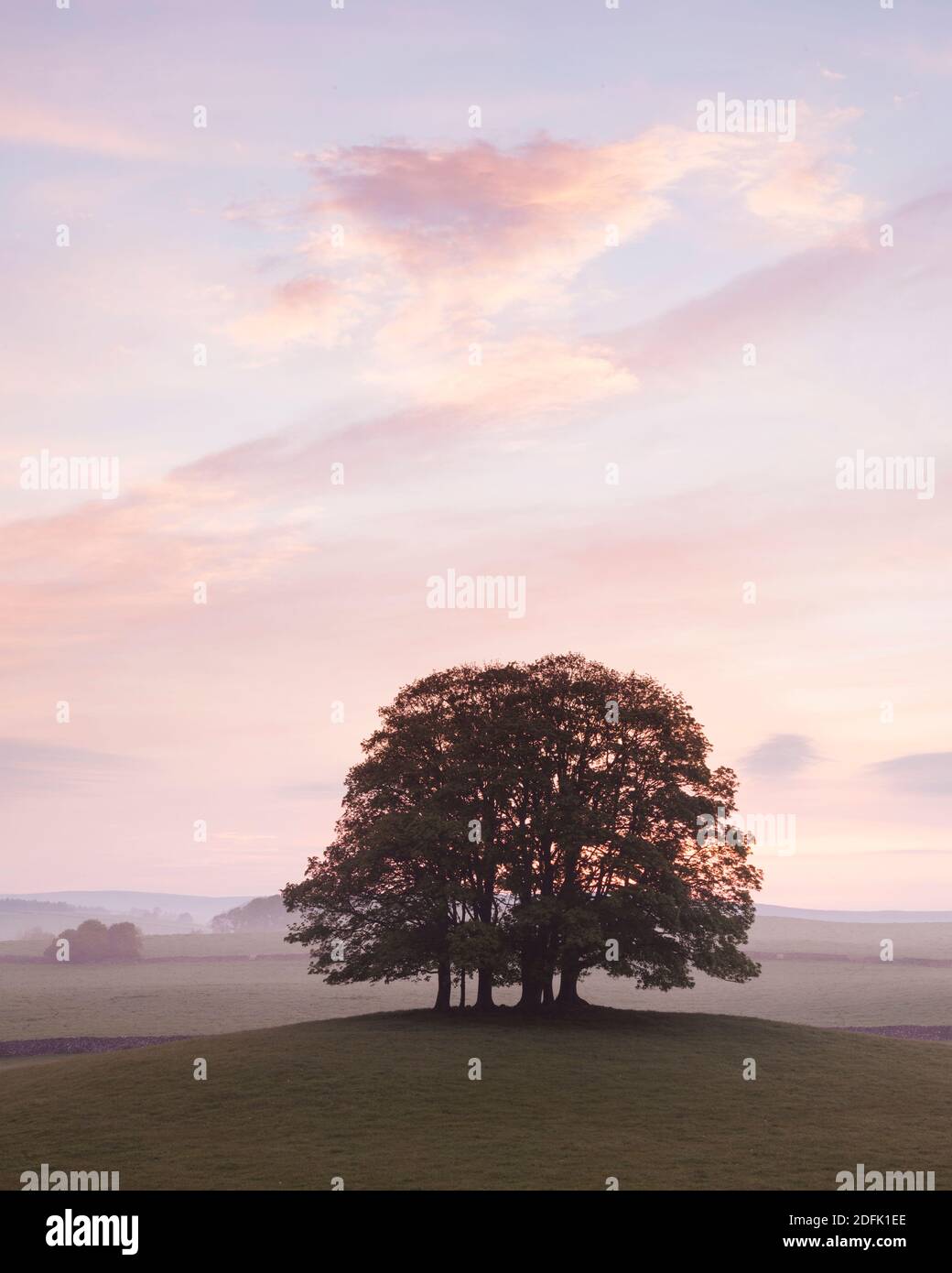 Copse of trees at sunrise near Airton in Yorkshire, England Stock Photo ...