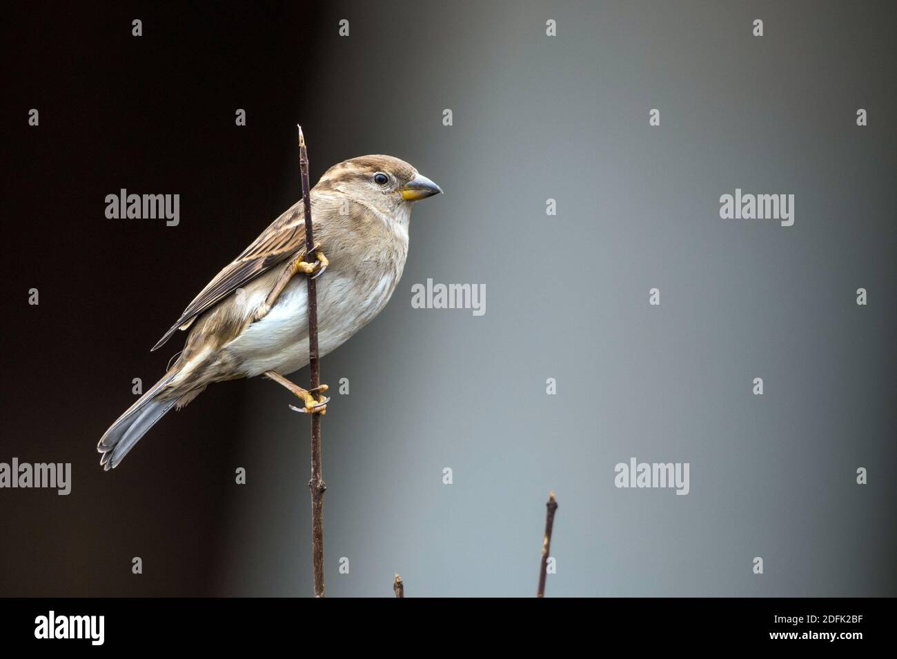 Haussperling hi-res stock photography and images - Alamy