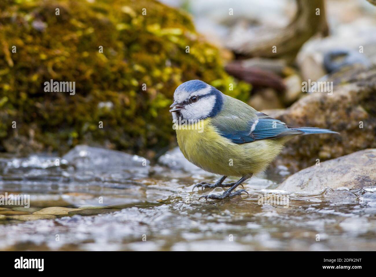 Blaumeisen hi-res stock photography and images - Alamy
