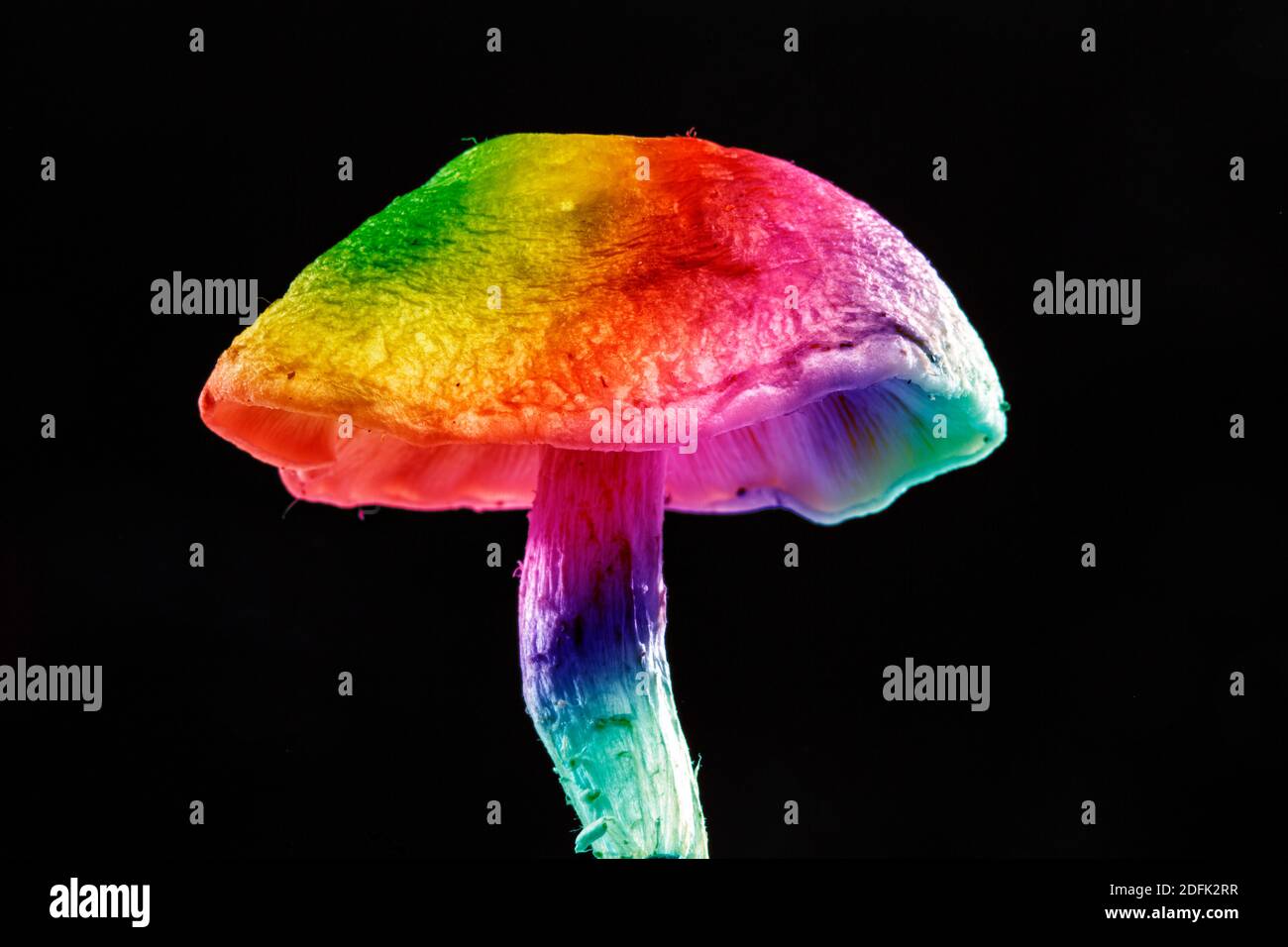 Magic fungi hi-res stock photography and images - Alamy