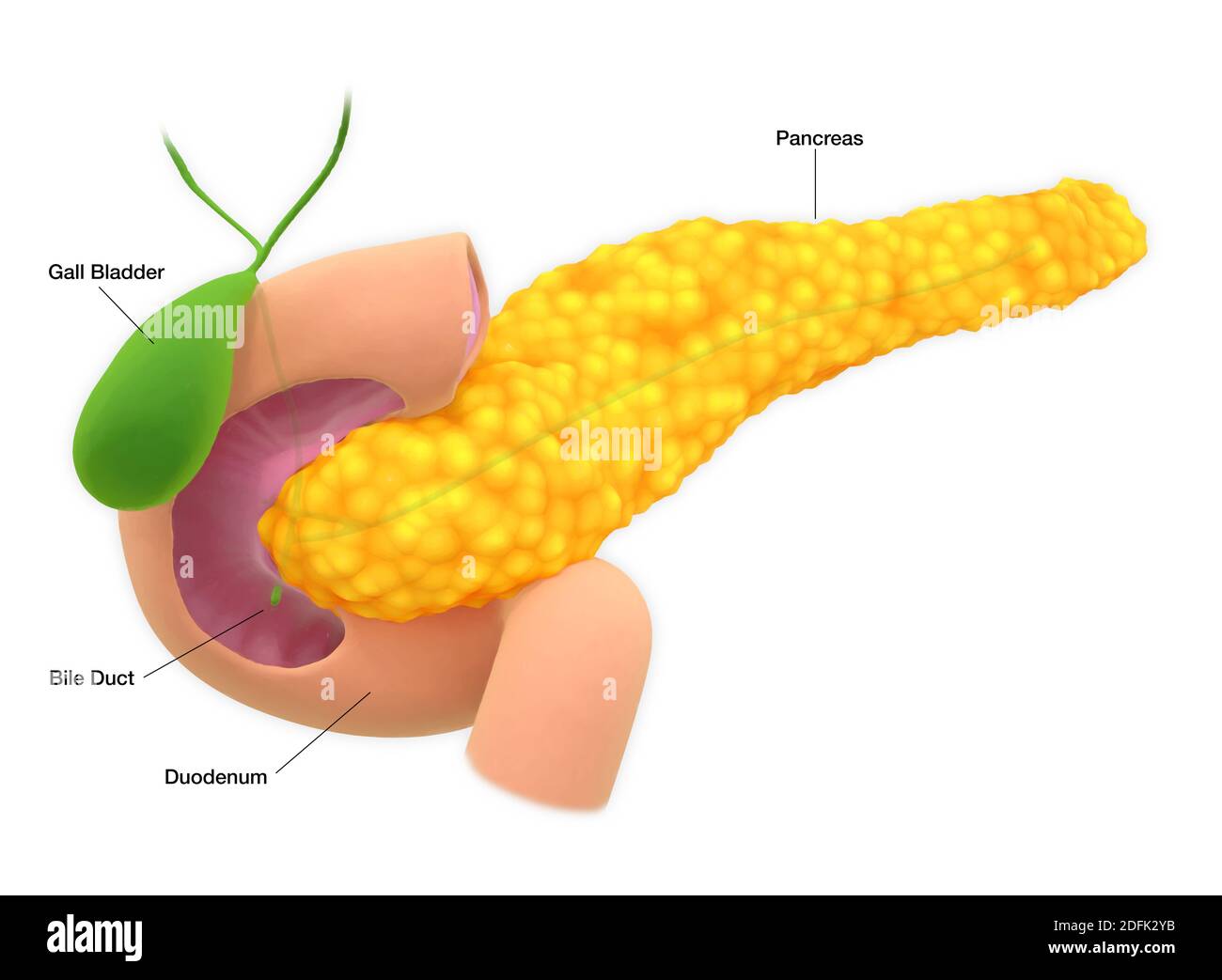 Pancreas exocrine and endocrine hi-res stock photography and images - Alamy