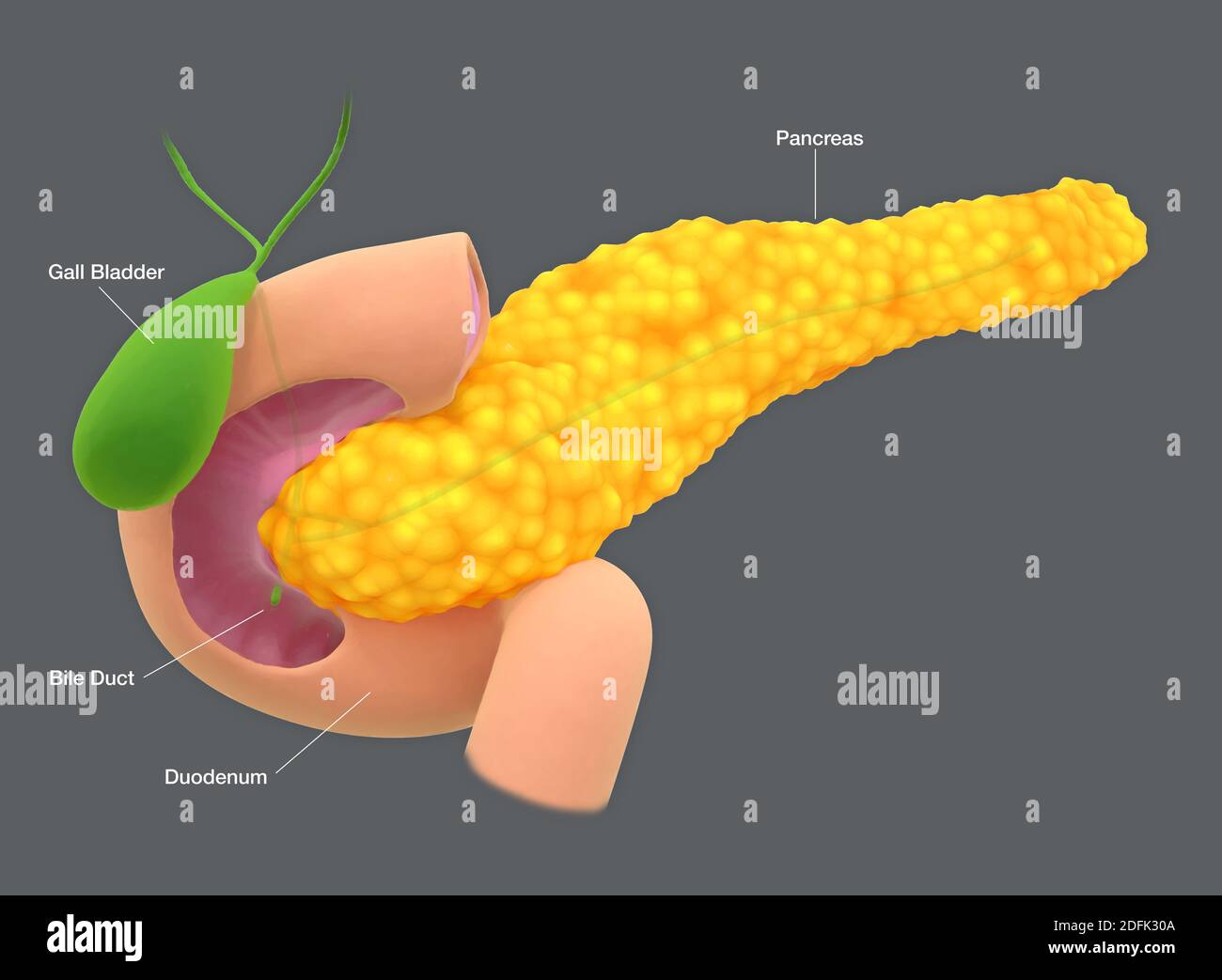 Pancreas exocrine endocrine hi-res stock photography and images - Alamy