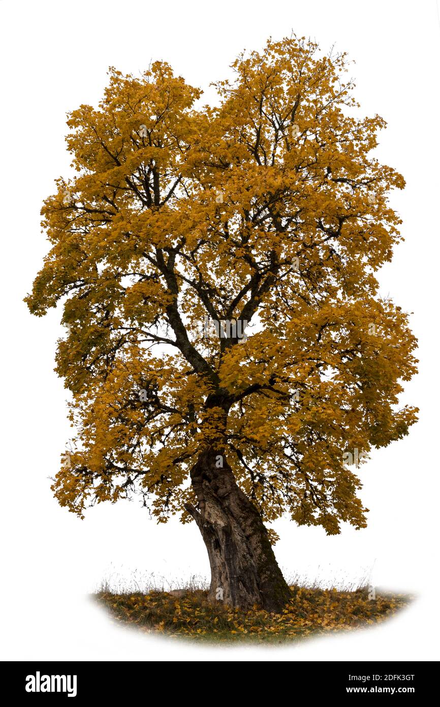 Vibrant red maple tree Cut Out Stock Images & Pictures - Alamy