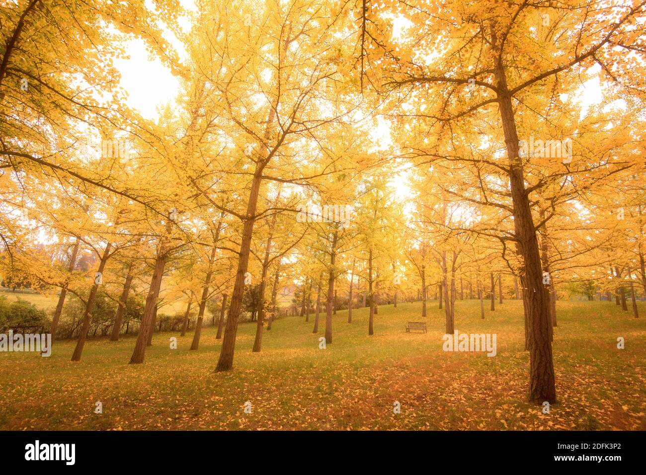 Fall foliage shows golden yellow colors on the ginko tree grove in ...
