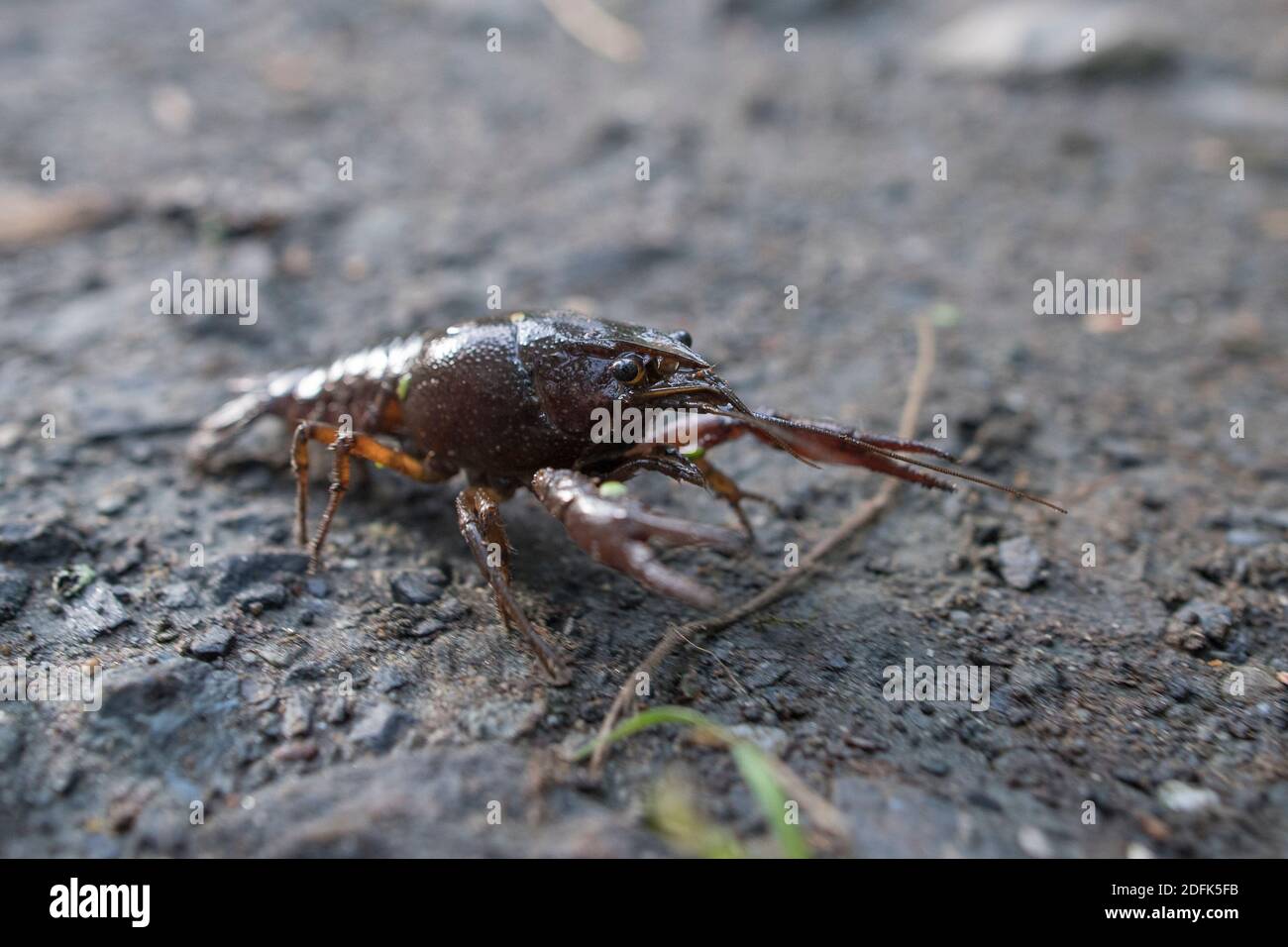 A freshwater crustacean known as a crayfish, walks along the ground ...