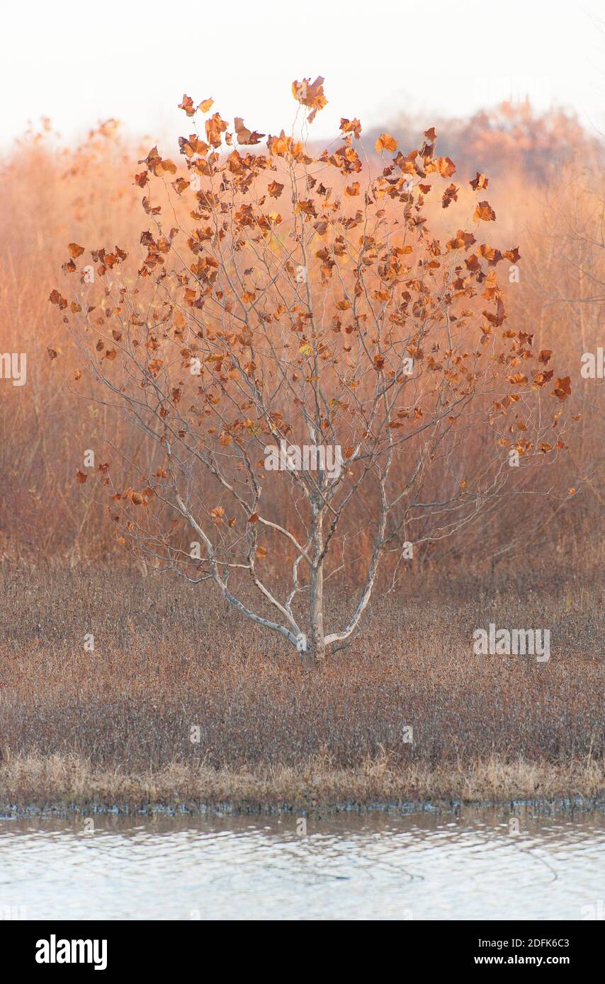 Sycamore tree in autumn hi-res stock photography and images - Alamy