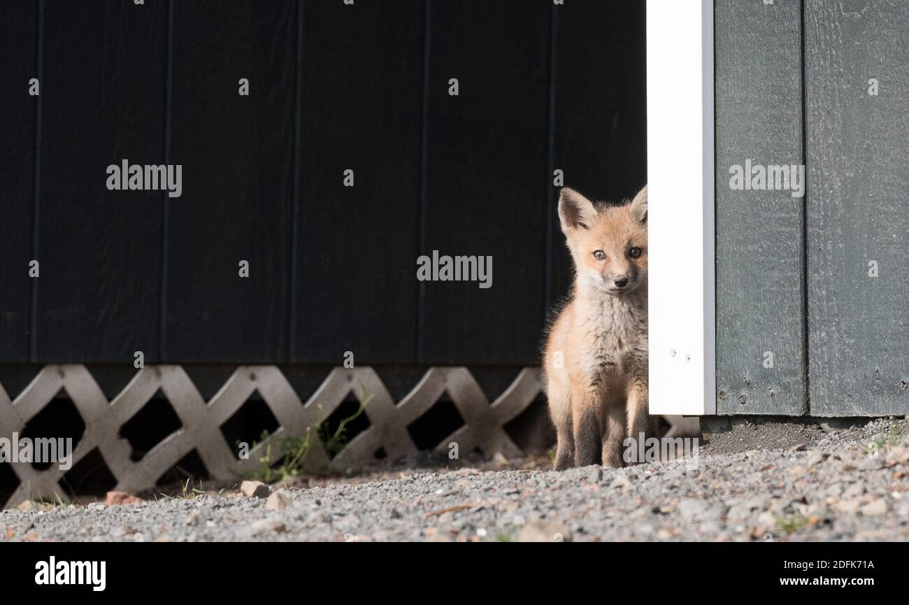 A fox kit looks around the corner of a shed Stock Photo - Alamy