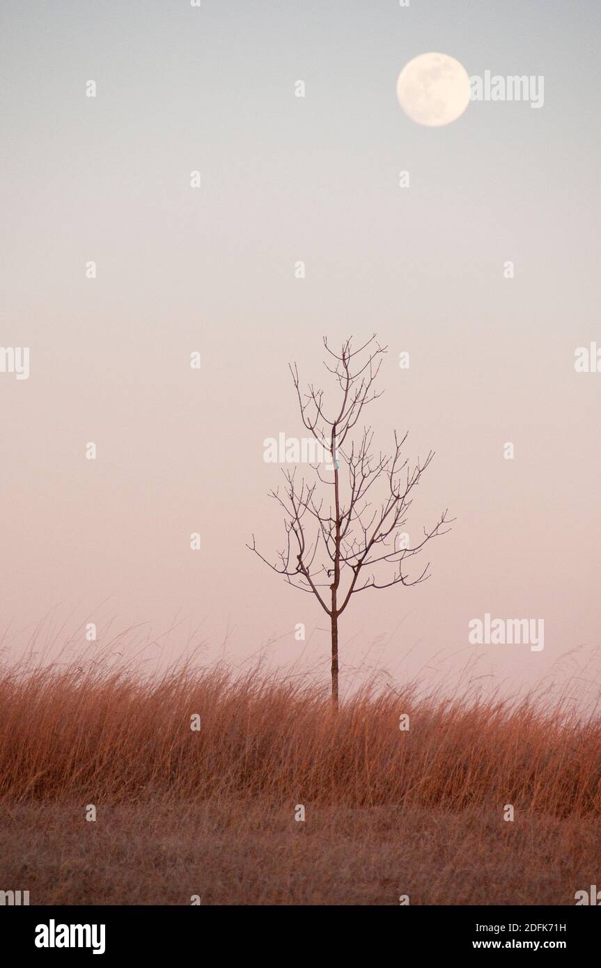 The full moon rises over Manassas Battlefield Stock Photo - Alamy