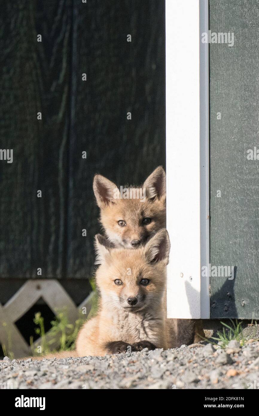 Two red fox kits look out from a shed Stock Photo - Alamy