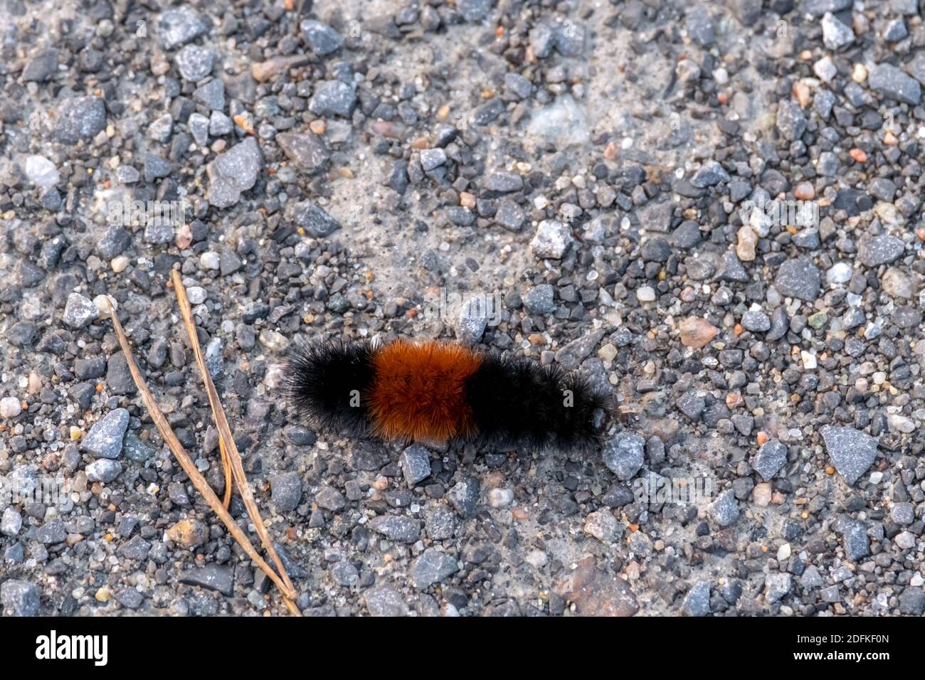 Hairy caterpillar walking across ground hi-res stock photography and ...