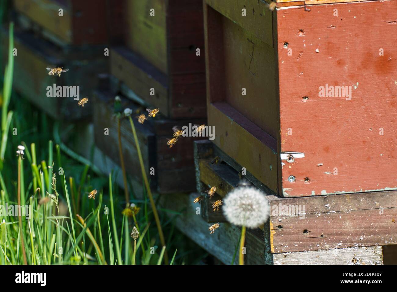 Honigbienen bienenstock hi-res stock photography and images - Alamy