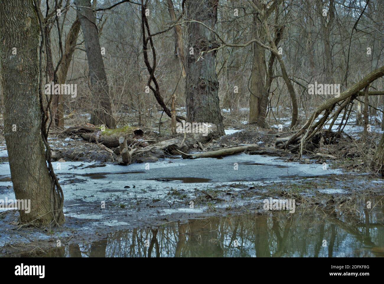 Winter scene of an ice covered forest close up detail Stock Photo - Alamy