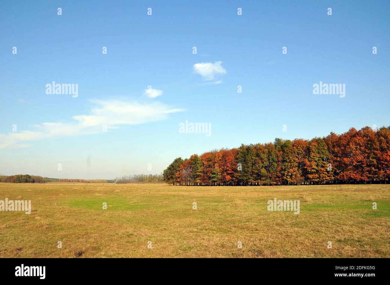 Lesser blind mole-rat (Nannospalax (leucodon) transsylvanicus) nature ...