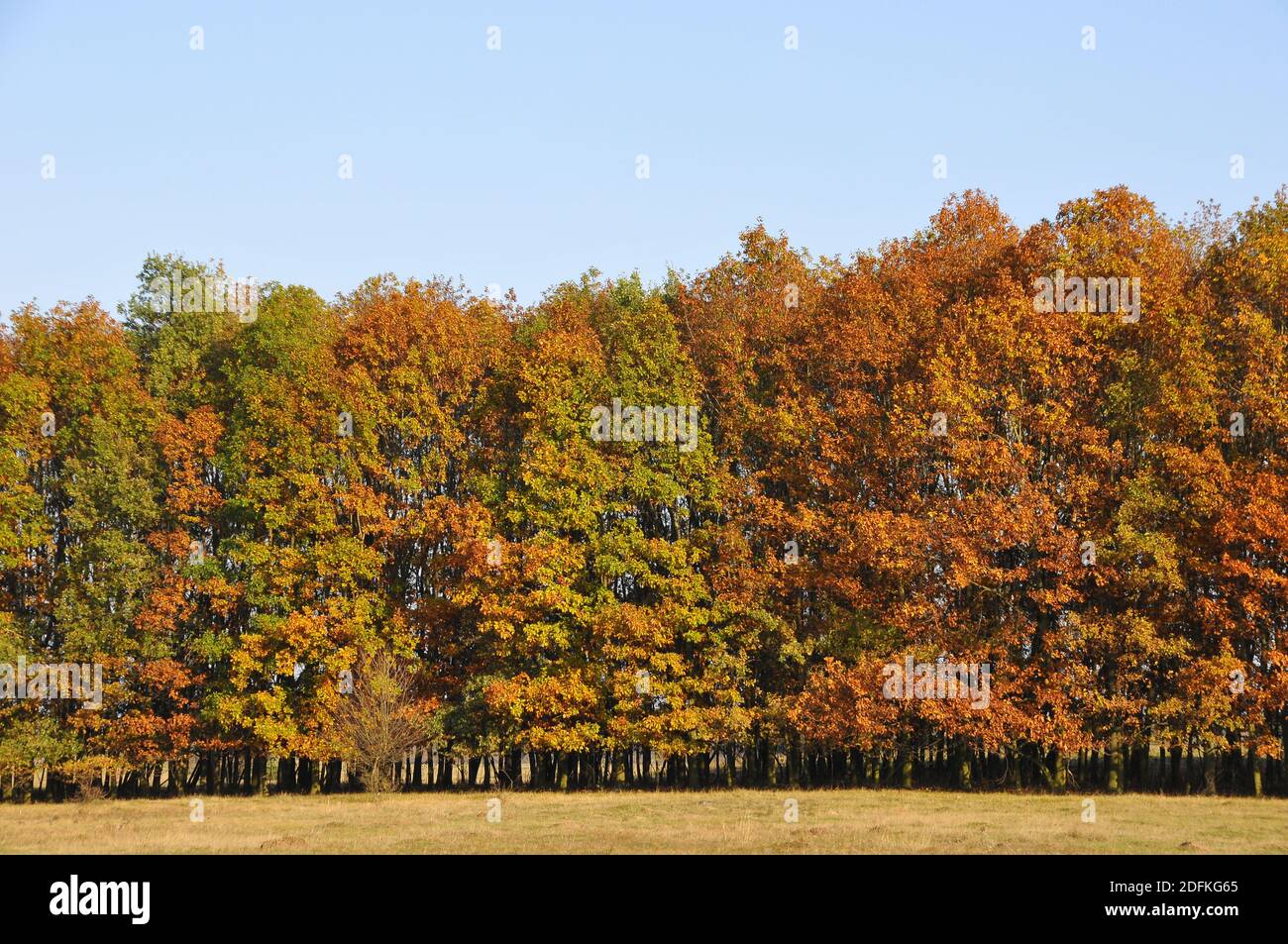 Lesser blind mole-rat (Nannospalax (leucodon) transsylvanicus) nature ...