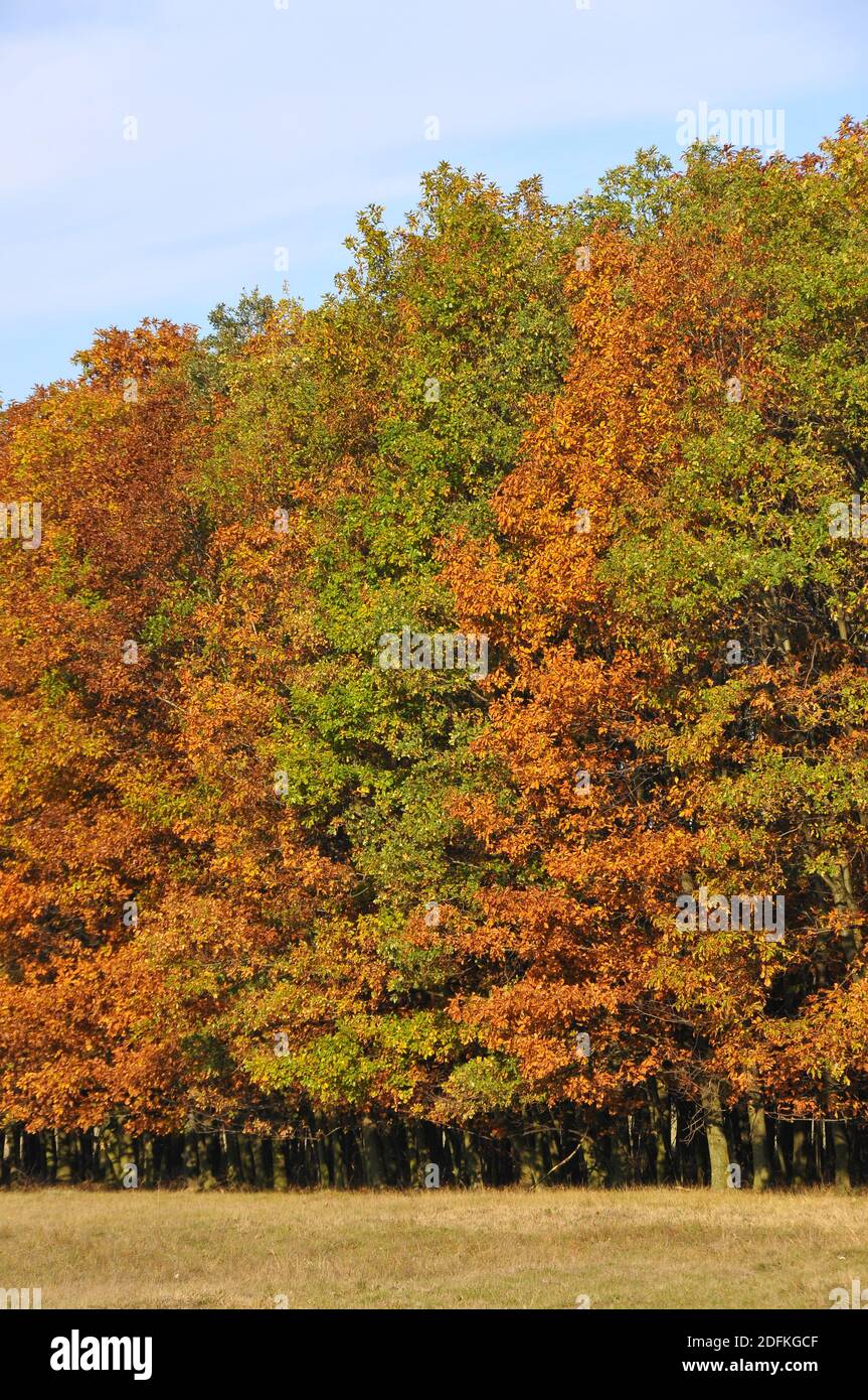 Lesser blind mole-rat (Nannospalax (leucodon) transsylvanicus) nature ...