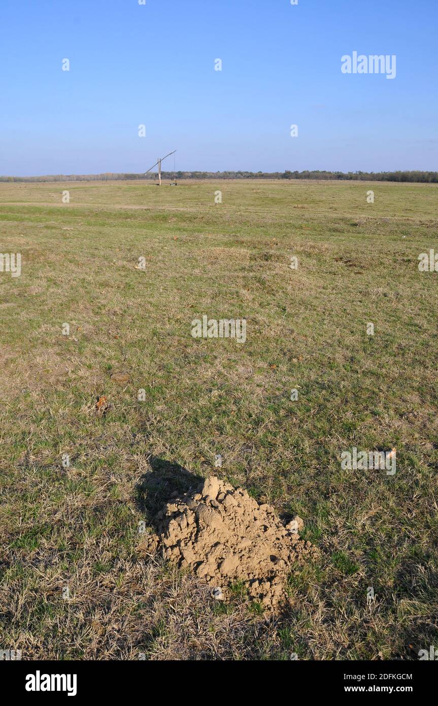 Lesser blind mole-rat (Nannospalax (leucodon) transsylvanicus) nature ...