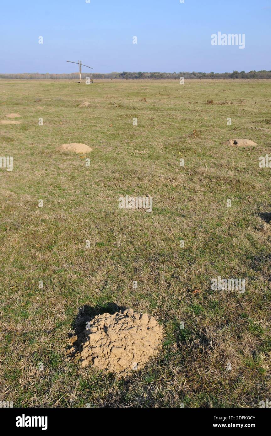 Lesser blind mole-rat (Nannospalax (leucodon) transsylvanicus) nature ...