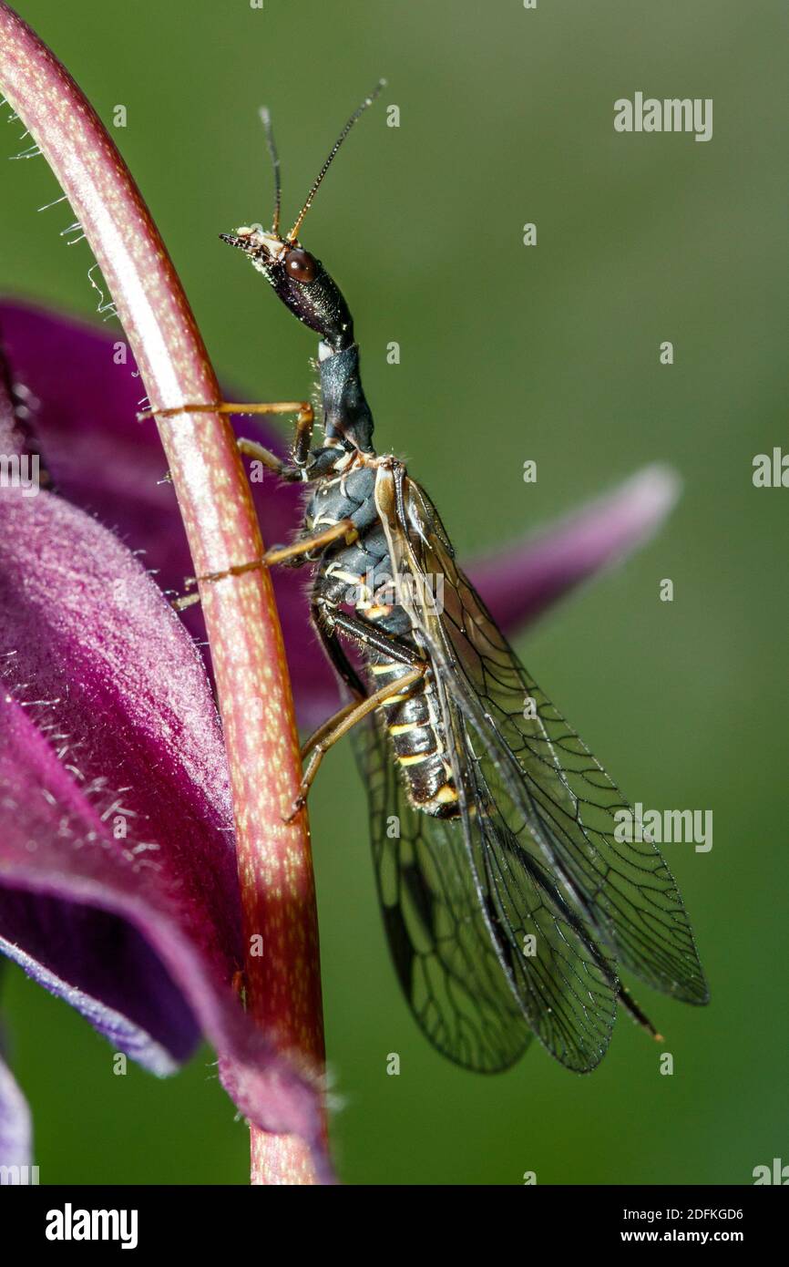 Pterygota hi-res stock photography and images - Alamy