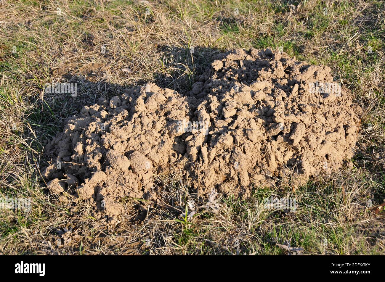 Lesser blind mole-rat (Nannospalax (leucodon) transsylvanicus) nature ...