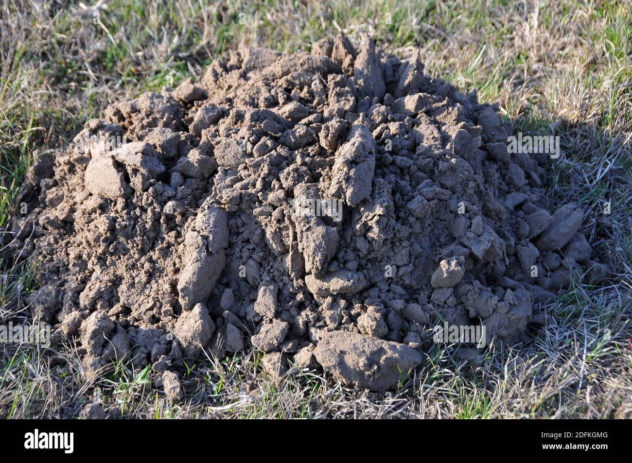 Lesser blind mole-rat (Nannospalax (leucodon) transsylvanicus) nature ...