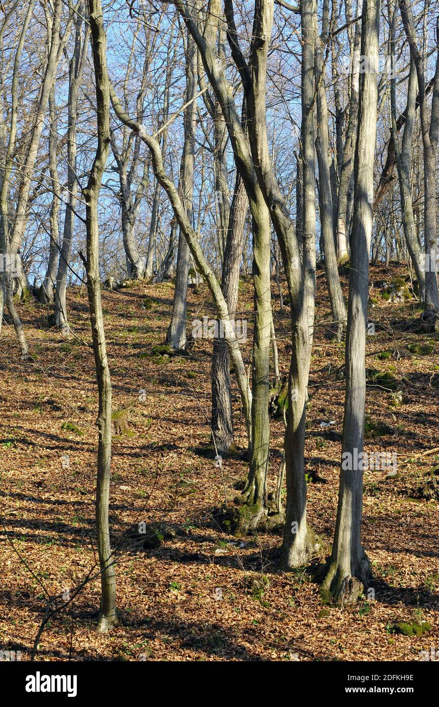 Aggtelek National Park, Nationalpark Aggtelek, Aggteleki Nemzeti Park ...