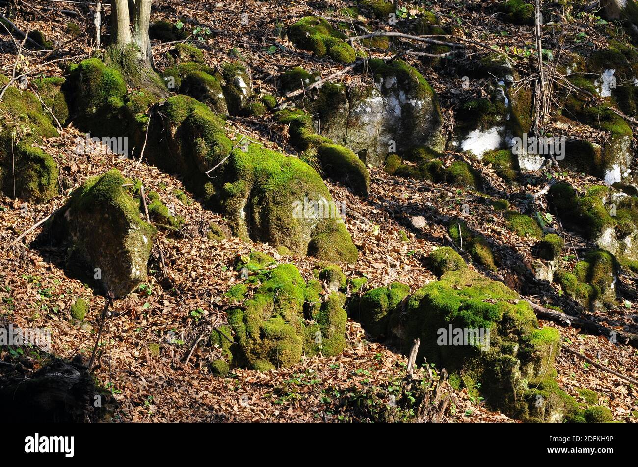 Nationalpark aggtelek hi-res stock photography and images - Alamy