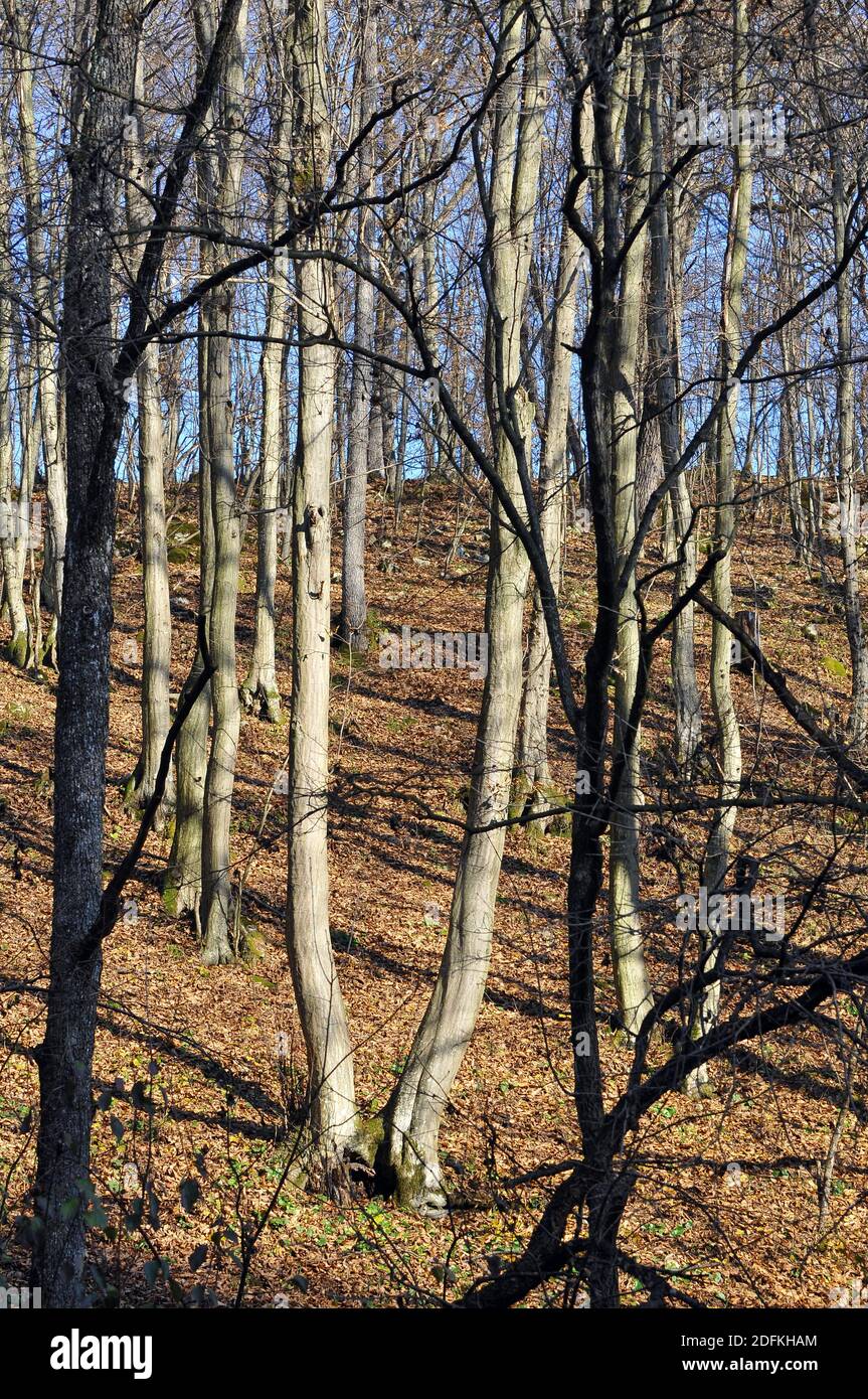 Aggtelek National Park, Nationalpark Aggtelek, Aggteleki Nemzeti Park ...