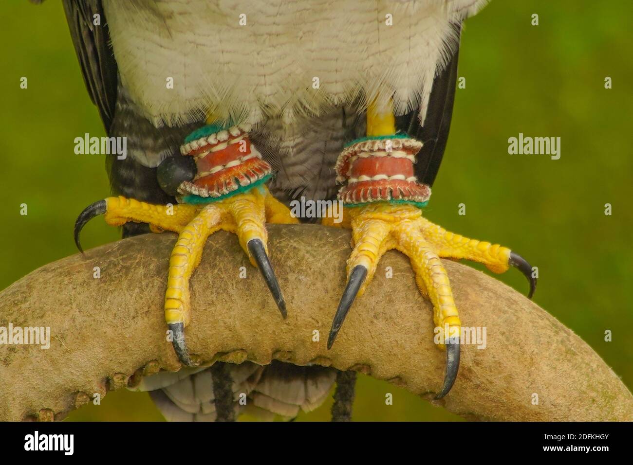 Bird hunting tool hi-res stock photography and images - Alamy
