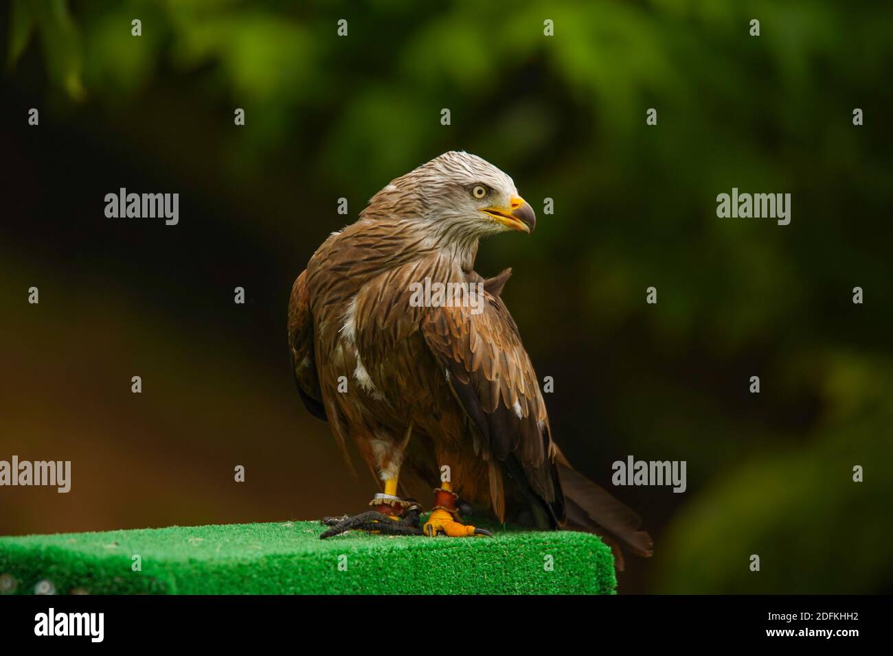 A beautiful hawk on a green surface in a zoo Stock Photo - Alamy