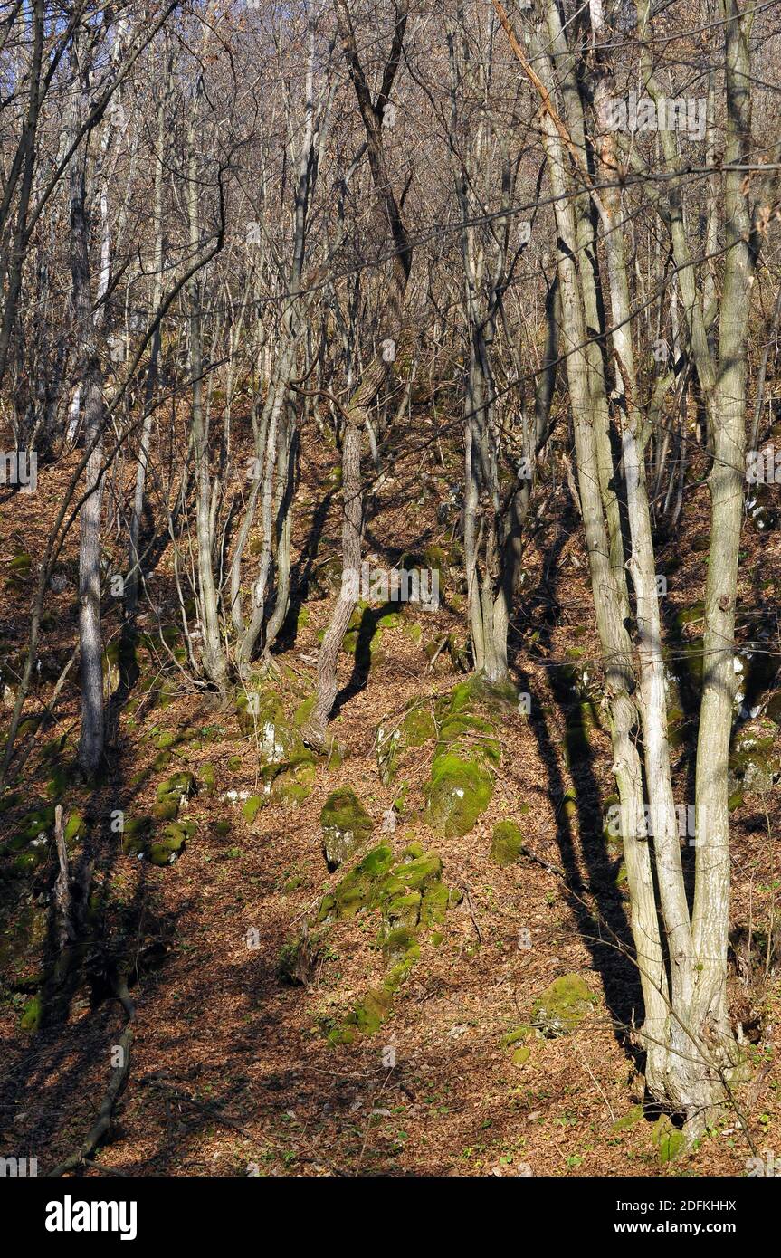 Aggtelek National Park, Nationalpark Aggtelek, Aggteleki Nemzeti Park ...