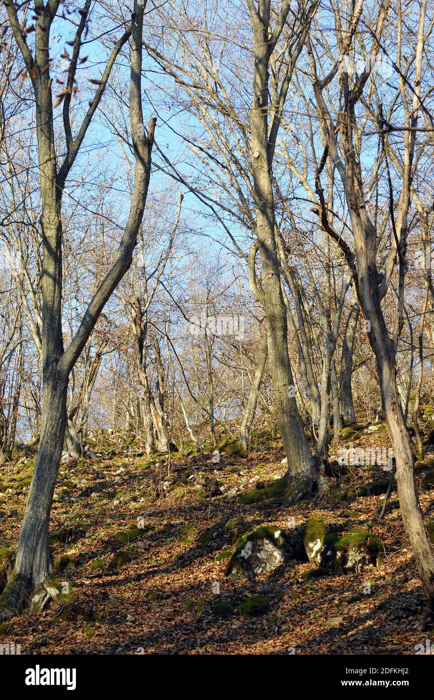 Aggtelek National Park, Nationalpark Aggtelek, Aggteleki Nemzeti Park ...