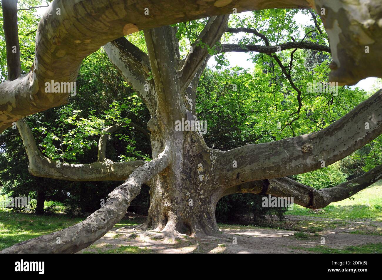 Old Sycamore Tree High Resolution Stock Photography and Images - Alamy