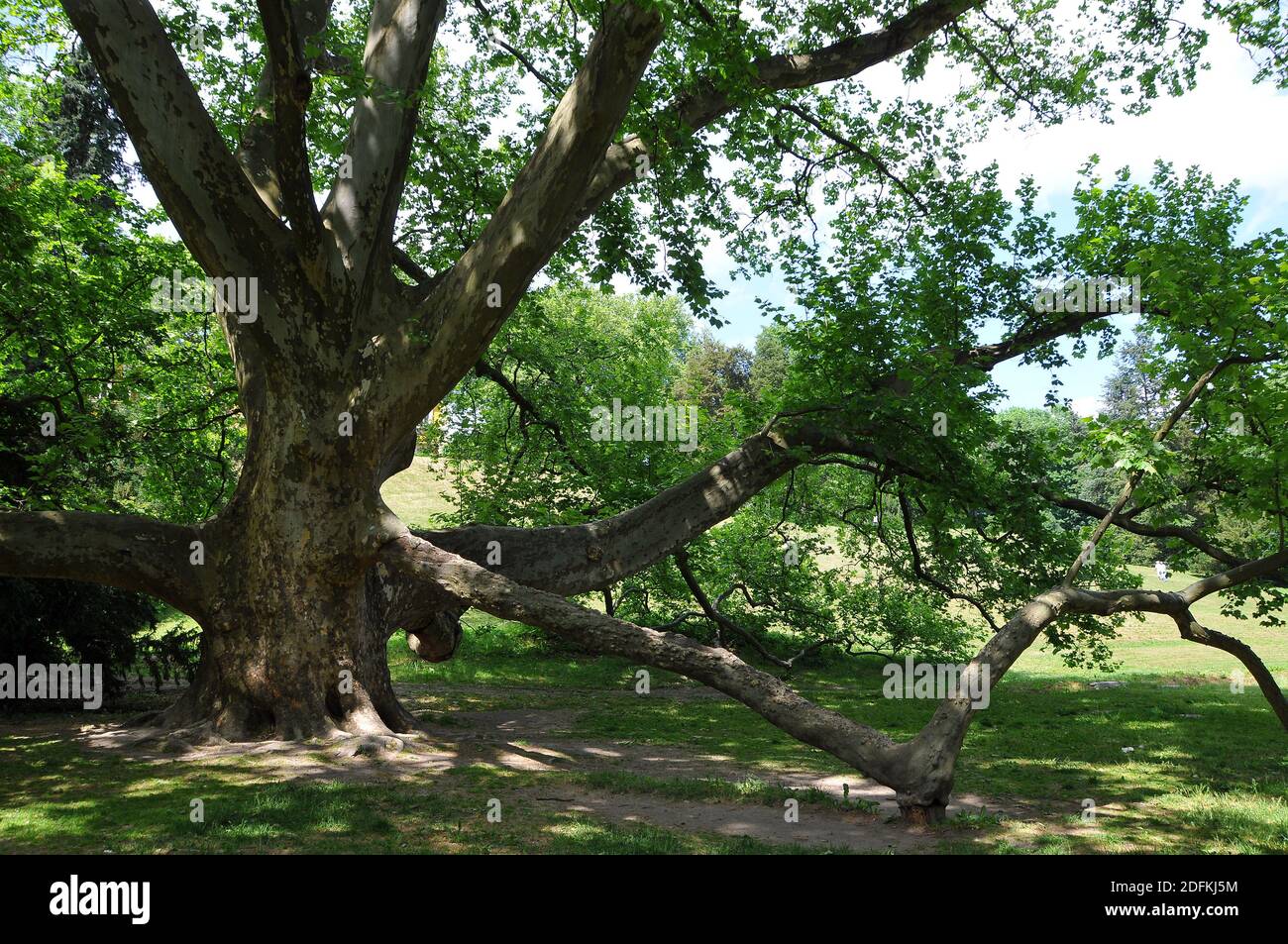 old sycamore tree (Platanus×acerifolia) in the castle park, Károlyi ...