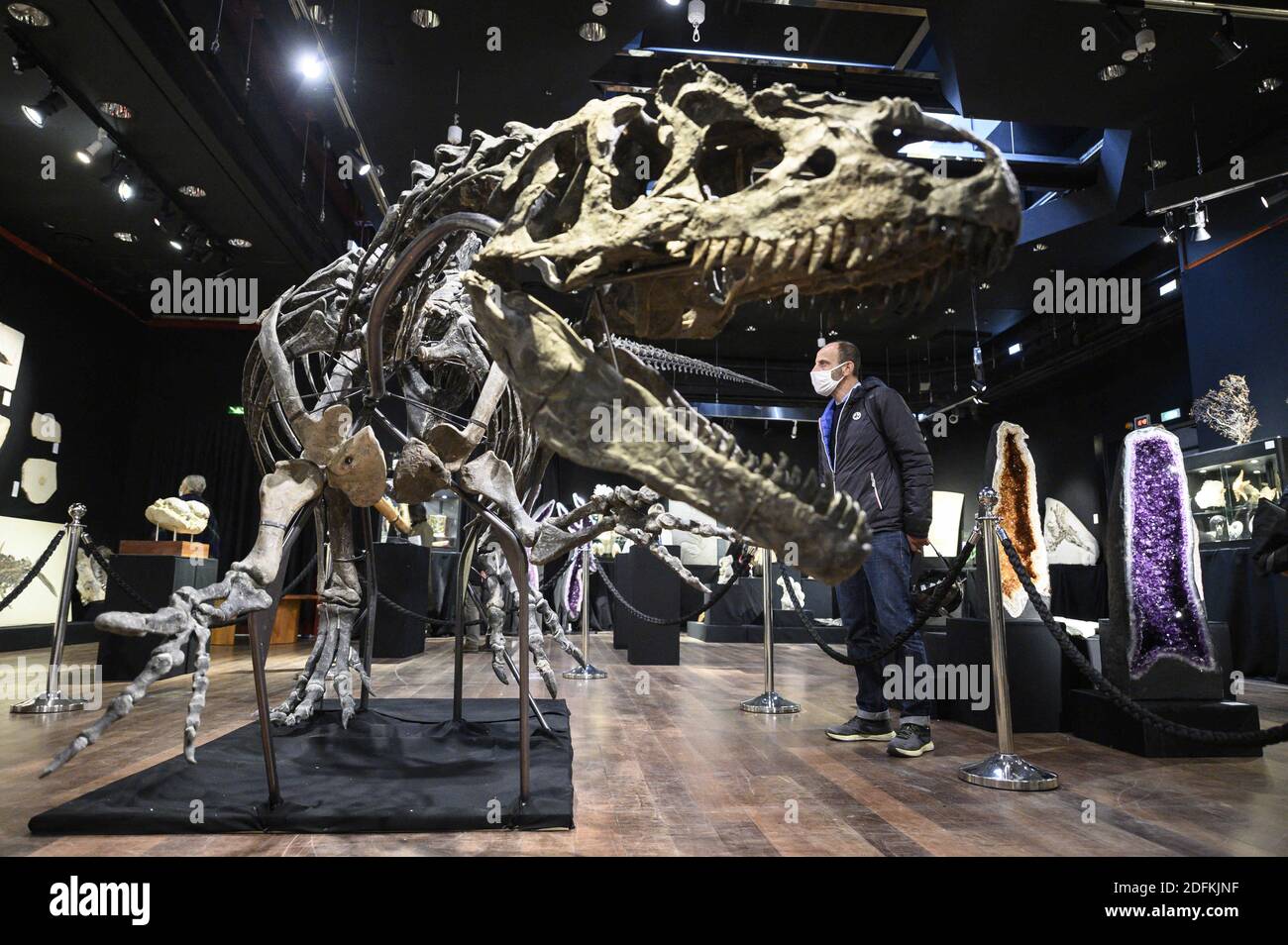 An Allosaurus skeleton displayed at the Drouot auction house, in Paris ...