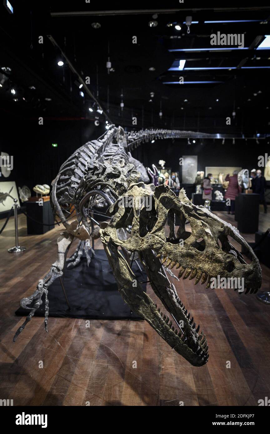 Allosaurus skeleton hi-res stock photography and images - Alamy