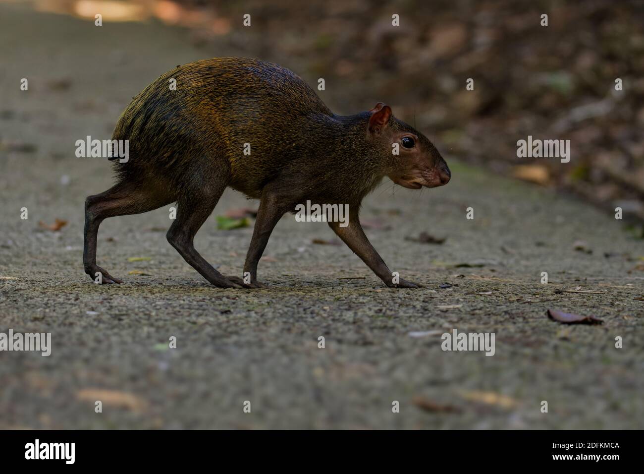 Panama rodent hi-res stock photography and images - Alamy
